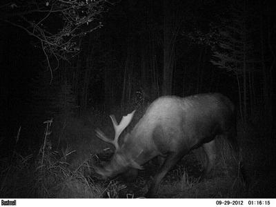 Are moose more dangerous at night?