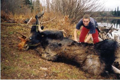 Towing a moose in the water